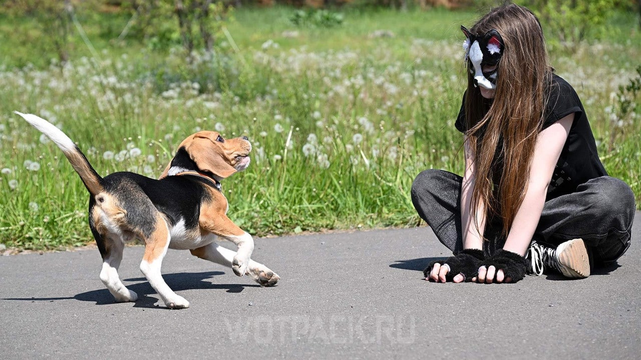 Quadrober: Wer sind sie in einfachen Worten und woher kommen sie?